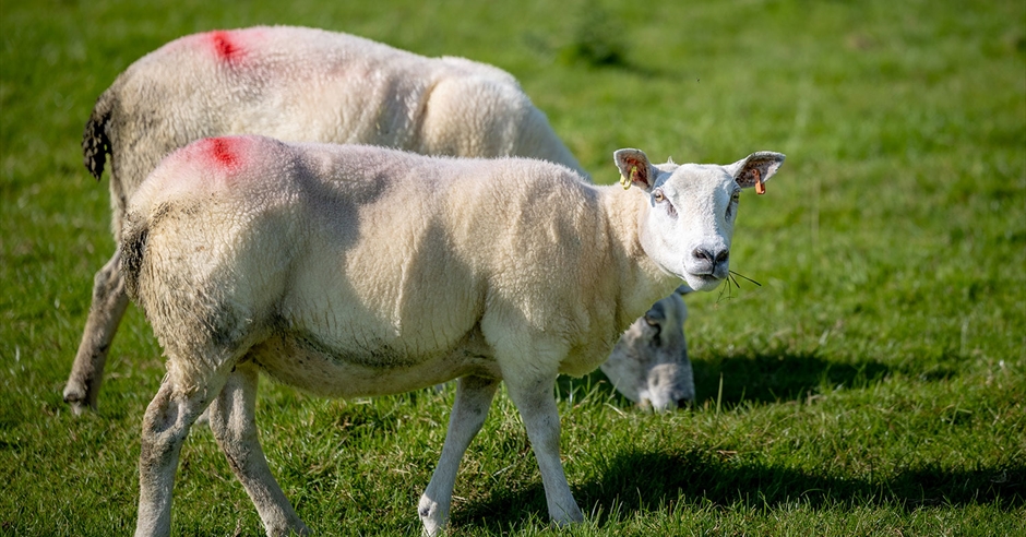 Black Beck Holiday Park - Ulverston - Visit Lake District
