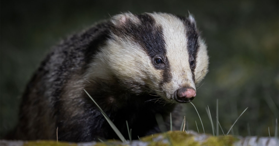 RSPB Badger Watching Hide at Wild Haweswater - Penrith - Visit Lake ...