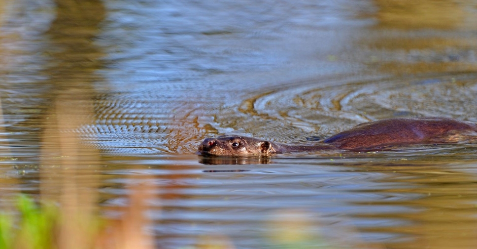 The Secret Side of Foulshaw Moss with Cumbria Wildlife Trust - Grange ...