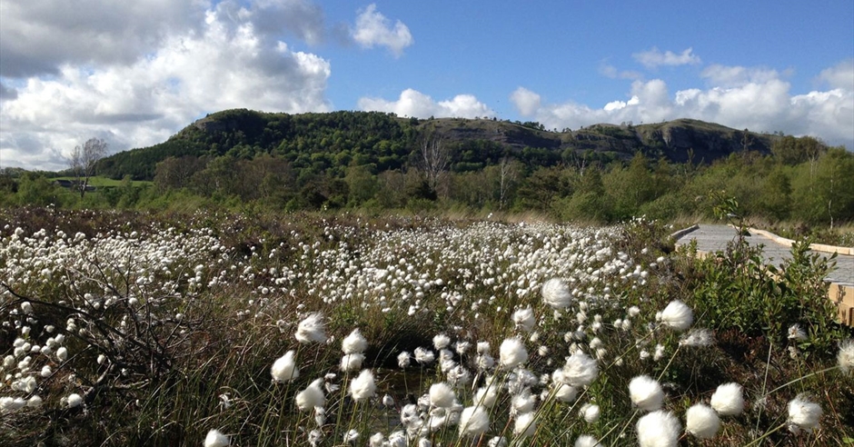 The Secret Side of Foulshaw Moss with Cumbria Wildlife Trust - Grange ...