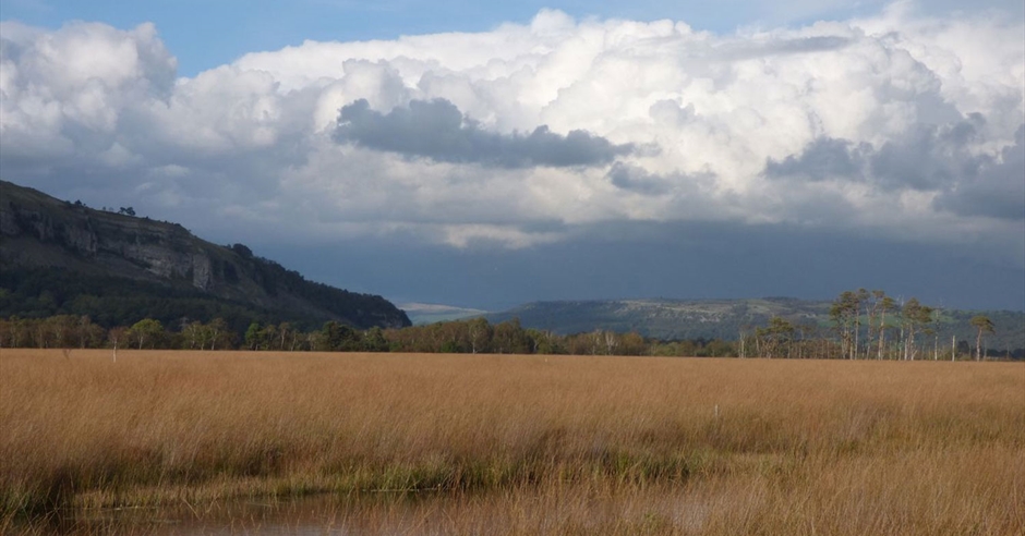 The Secret Side of Foulshaw Moss with Cumbria Wildlife Trust - Grange ...