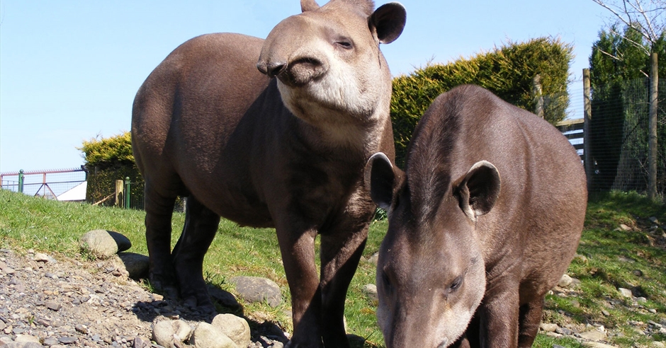 The Lake District Wildlife Park - Bassenthwaite - Visit Lake District
