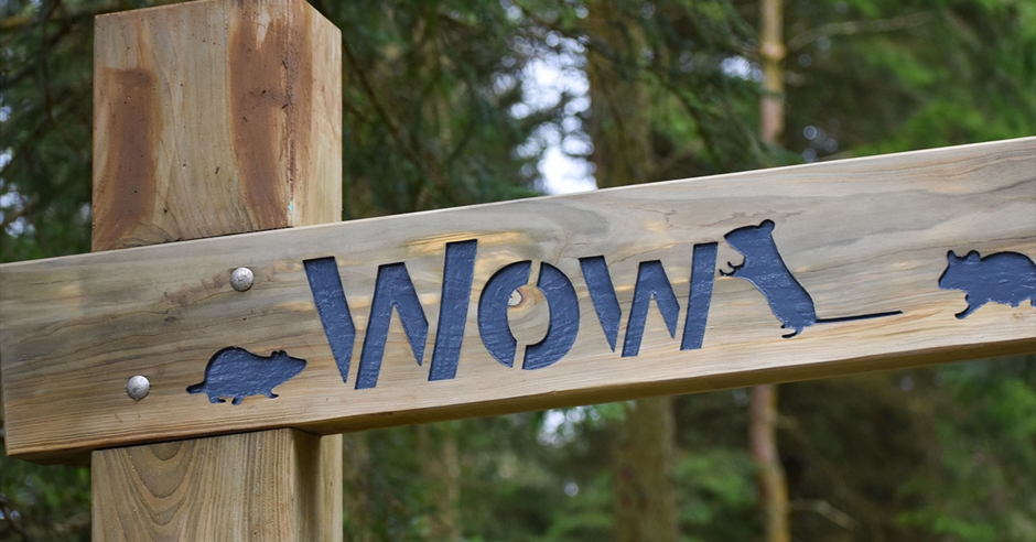 Whinlatter Running Trails - Keswick - Visit Lake District
