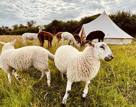 Cartmel - Explore Cumbria | Visit Lake District