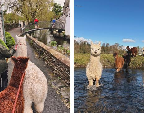 Cartmel - Explore Cumbria | Visit Lake District
