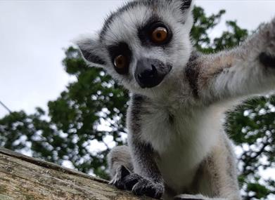 Ultimate Animal Experience at The Lake District Wildlife Park ...