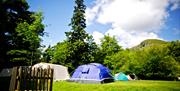 Dog Friendly Holidays | Visit Lake District