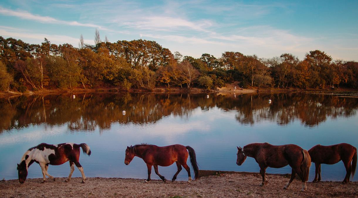 Things To Do in Hampshire - Visit-Hampshire.co.uk