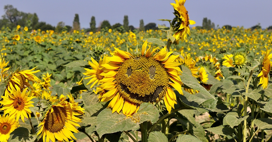Top sunflower patches to visit in Hampshire - Visit Hampshire