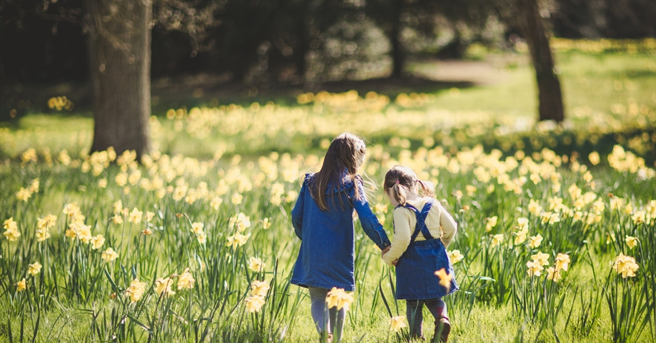 Hampshire highlights: five spring flower walks - Visit Hampshire