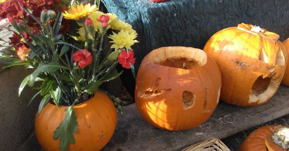 Miller's Ark Farm October Half Term - Visit Hampshire