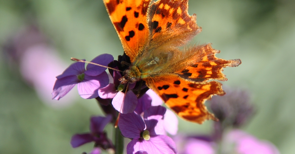Family Big Butterfly Hunt at Sir Harold Hillier Gardens - Visit Hampshire