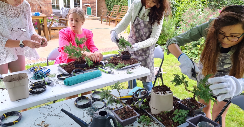 Create a Bonsai Experience at Streamside Trees - Visit Hampshire