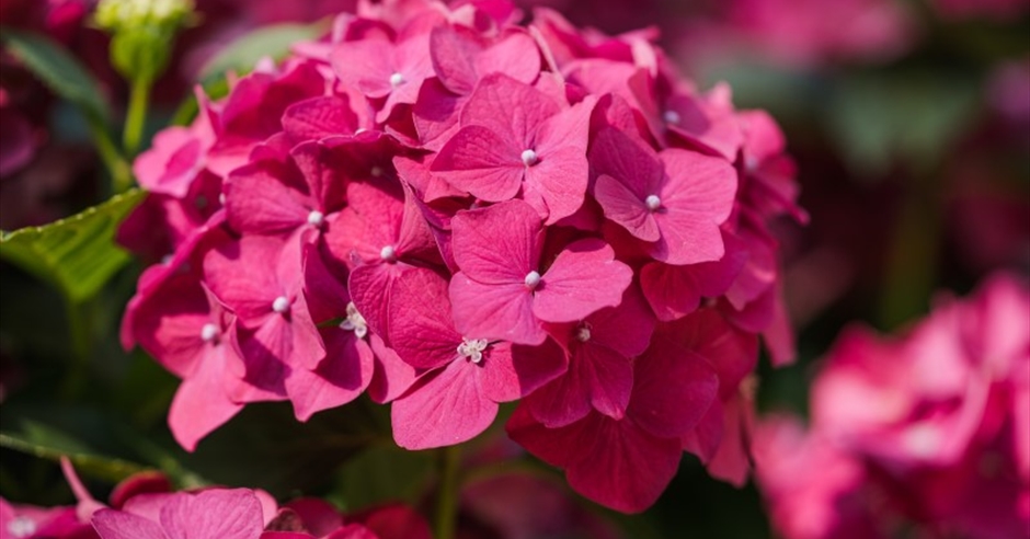 Hydrangea Pruning Class at Sir Harold Hillier Gardens - Visit Hampshire