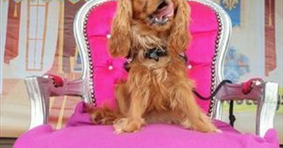 All About Dogs Show Newbury 2025 - Visit Hampshire