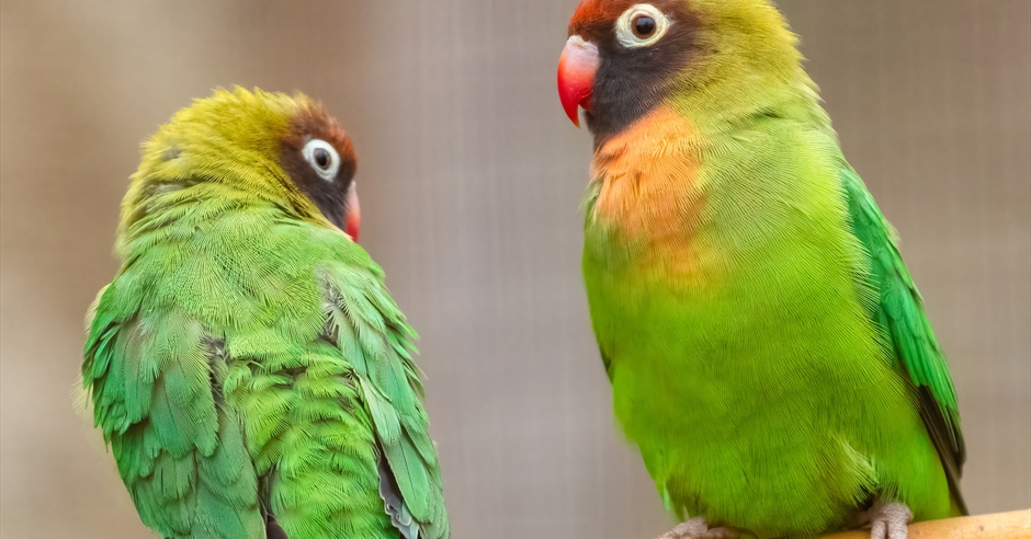 Birdworld - Visit Hampshire