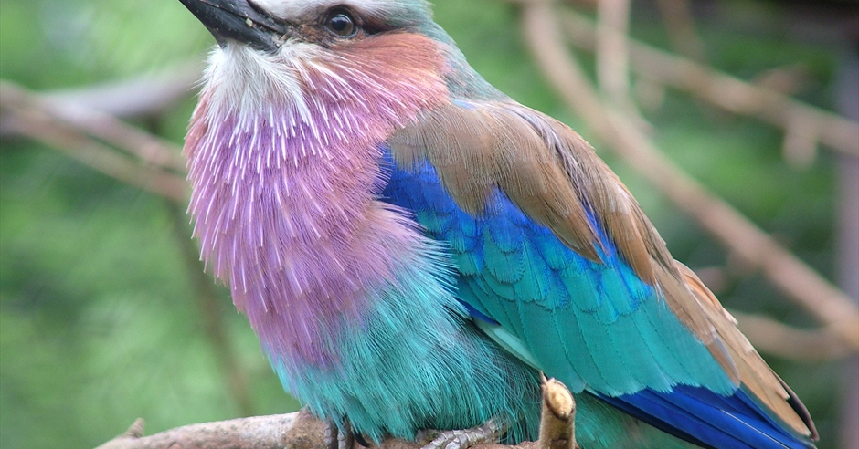 Birdworld at 50 - Visit Hampshire