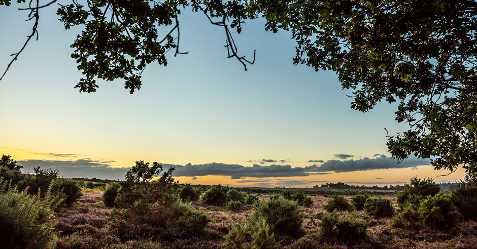 New Forest Bishop’s Dyke Walk - Visit Hampshire