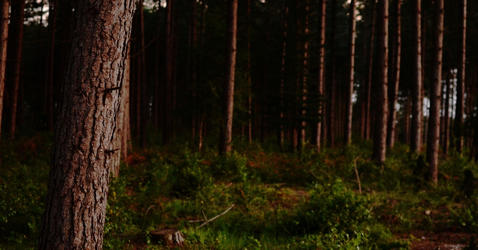 Breamore Old Railway Line Walk - Visit Hampshire