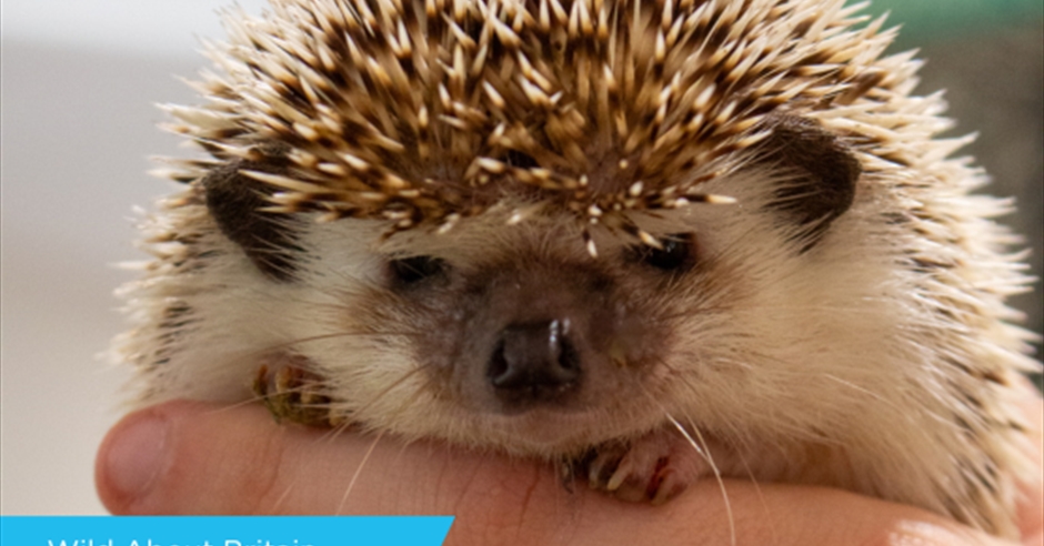 Wild about Britain at Sky Park Farm - Visit Hampshire