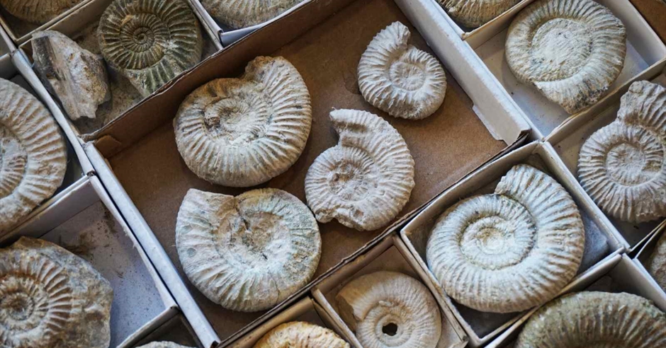 Fossil Day at Gilbert White's House & Gardens - Visit Hampshire