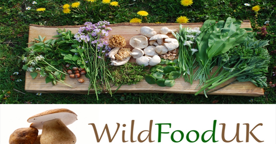 Foraging with Wild Food UK at Ewhurst Park - Visit Hampshire