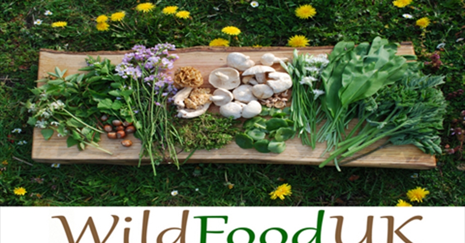 Foraging with Wild Food UK at Queen Elizabeth Country Park Visitor ...