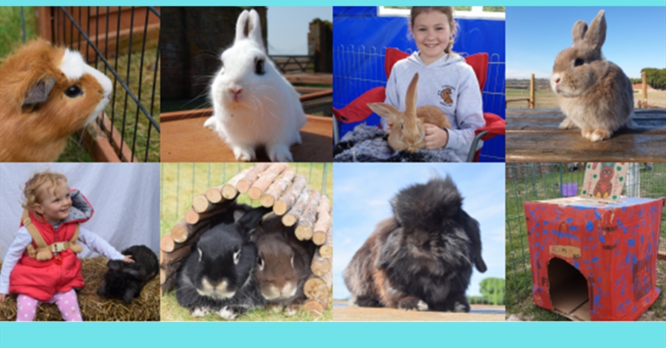 Summer Workshops at Furlock Holmes Animal Rescue - Visit Hampshire