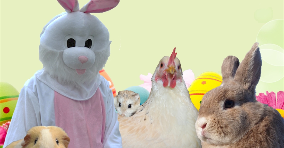 Easter Bunny Workshops at Furlock Holmes Animal Care - Visit Hampshire