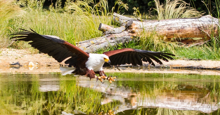 Hawk Conservancy Trust - Visit Hampshire