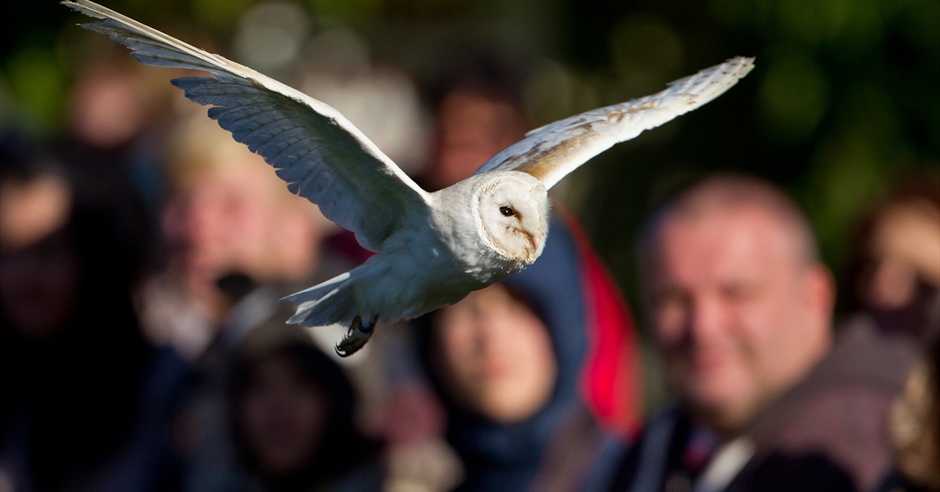 Hawk Conservancy Trust - Visit Hampshire