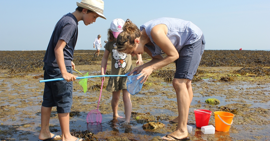 Marine Citizen Science Day at Royal Victoria Country Park - Visit Hampshire