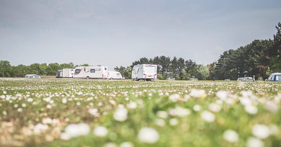 Holmsley Campsite - New Forest - Visit Hampshire