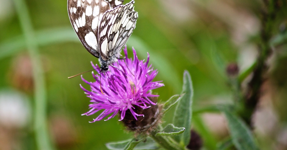 Butterfly Walk - Visit Hampshire