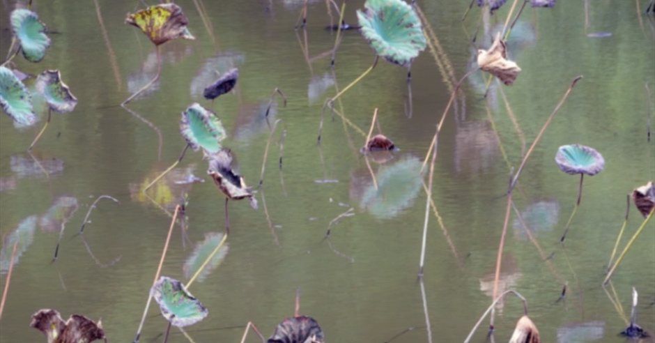 Paul Sansome Photography at Sir Harold Hillier Gardens - Visit Hampshire