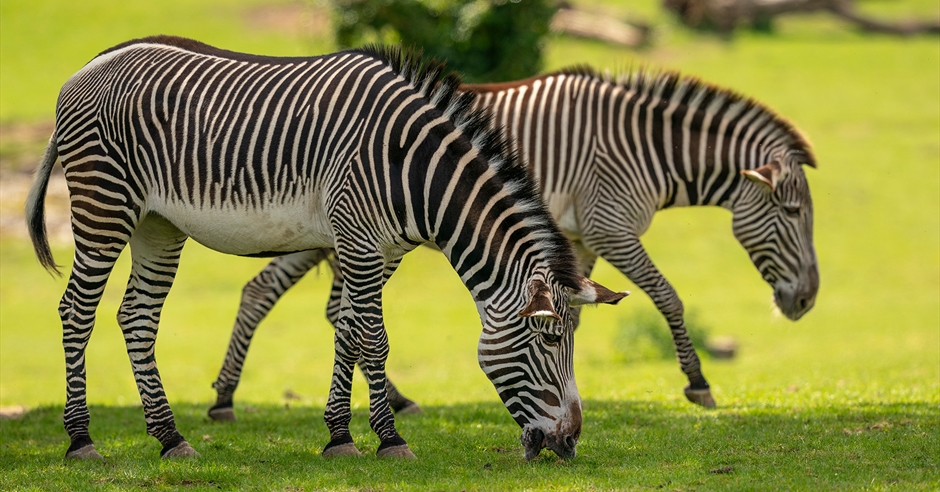 Marwell Zoo - Visit Hampshire