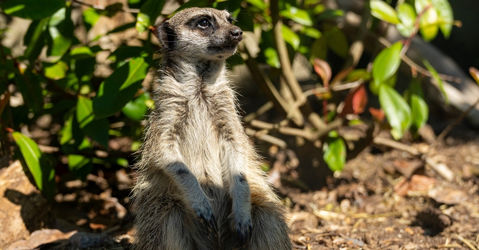 Marwell Zoo - Visit Hampshire