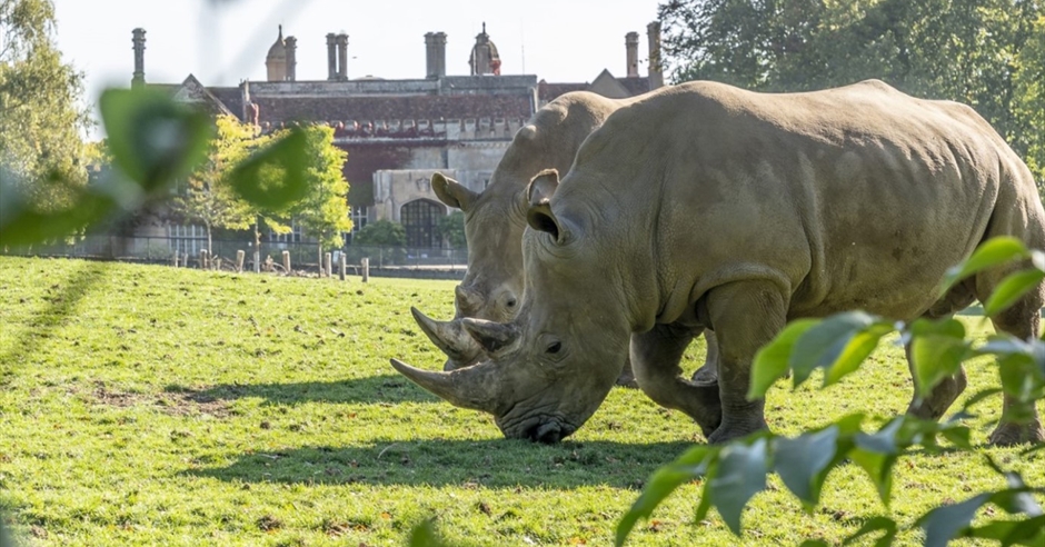 Marwell Zoo - Visit Hampshire