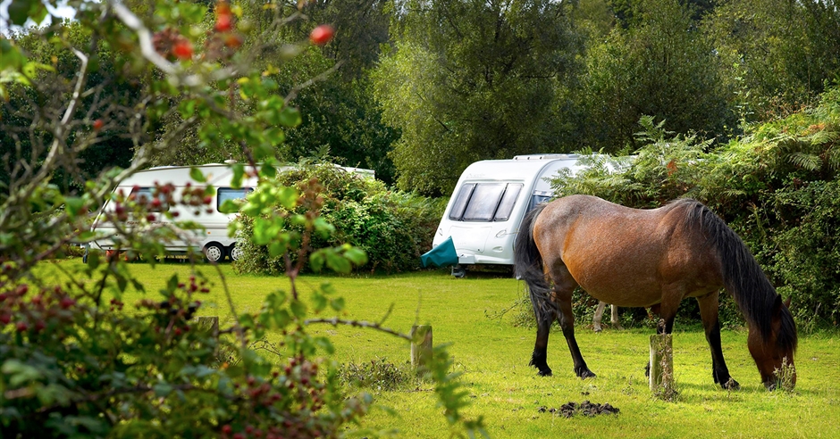 Ocknell Campsite - New Forest - Visit Hampshire