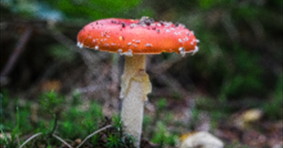 Fungi Exhibition and Walks at Sir Harold Hillier Gardens - Visit Hampshire