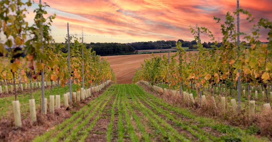 Penn Croft Vineyard & Winery Tour - Visit Hampshire