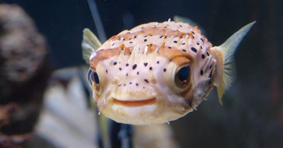 Blue Reef Aquarium - Visit Hampshire