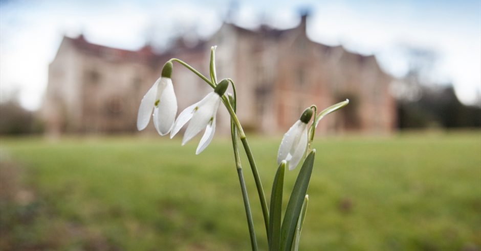 National Garden Scheme Snowdrop Day at Chawton House - Visit Hampshire