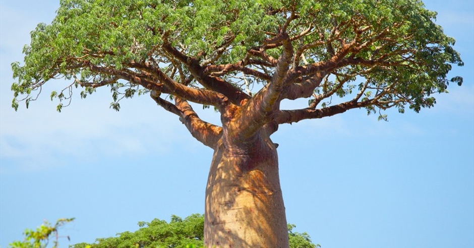 The Awongalema Tree Play in a Day at The Lights Theatre - Visit Hampshire