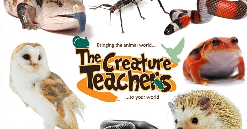 Visit The Creature Teachers at Sky Park Farm - Visit Hampshire