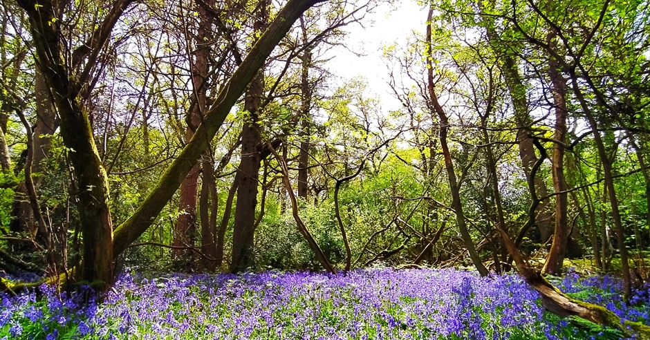 Woodland Bluebells Walk at The Vyne - Visit Hampshire