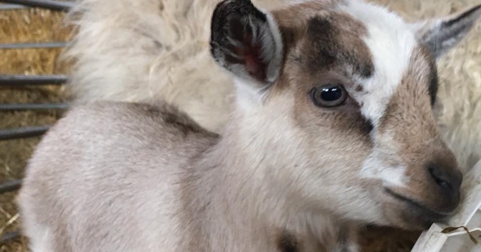 Miller's Ark Farm Open Weekend - Visit Hampshire
