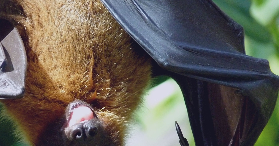 Secret Life of Bats at St Barbe Museum and Art Gallery - Visit Hampshire