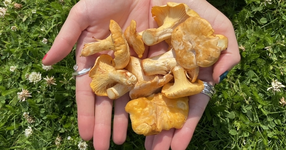 Foraging with Wild Food UK - Ewhurst Park - Visit Hampshire