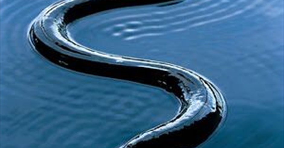 Culinary History and Folklore of Eels Talk at God Begot House - Visit ...